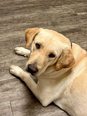 Jay, NY - Labrador Retriever. Meet Pablo a Pet for Adoption - AdoptaPet.com