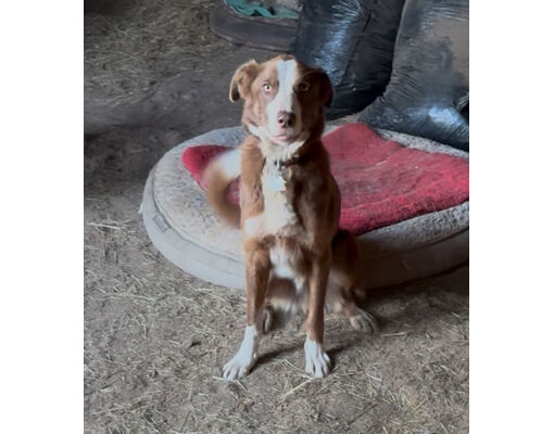 Ashland, OR - Border Collie. Meet Red a Pet for Adoption - AdoptaPet.com