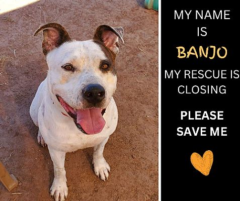 Phoenix, AZ - American Staffordshire Terrier. Meet Banjo (Courtesy post ...