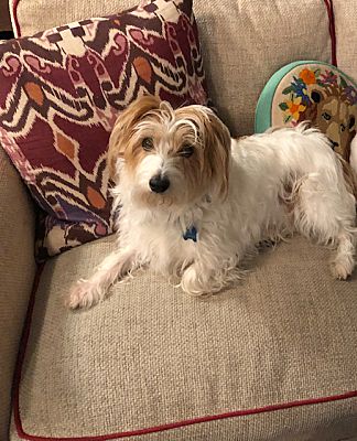 Harrison, NY - Jack Russell Terrier. Meet Zeus-Courtesy Listing a Pet ...