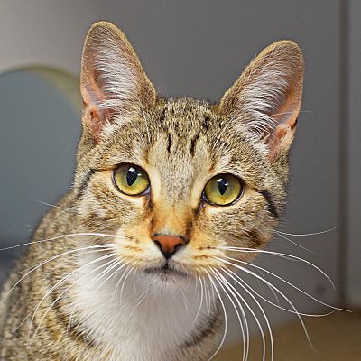 Norwalk, CT - Domestic Shorthair. Meet Lorax a Pet for Adoption ...