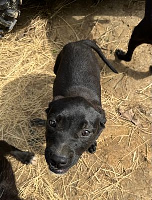 Old Bridge, NJ - Labrador Retriever. Meet Jane a Pet for Adoption ...