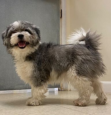 Fall River, MA - Shih Tzu. Meet Kenobi a Pet for Adoption - AdoptaPet.com