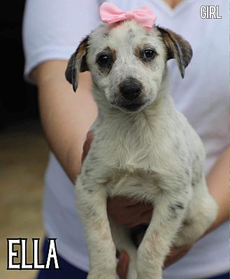 Foster Homes In RI/MA/CT, RI - Blue Heeler/Australian Cattle Dog. Meet ...