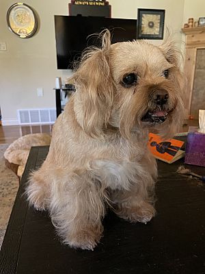 Layton, UT - Pekingese/Yorkie, Yorkshire Terrier. Meet Toby a Pet for ...
