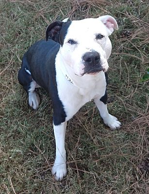 Birmingham, AL - Pit Bull Terrier. Meet Tess a Pet for Adoption ...