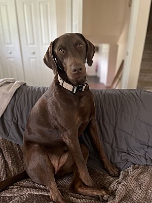 Evergreen, CO - Labrador Retriever/Doberman Pinscher. Meet Lucy a Pet ...