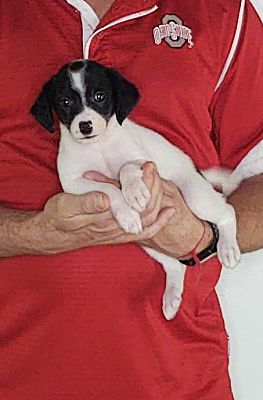 New Philadelphia, OH - Toy Fox Terrier/Beagle. Meet Zoey a Pet for ...