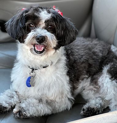 Santa Monica, CA - Shih Tzu/Cockapoo. Meet Zoey a Pet for Adoption ...