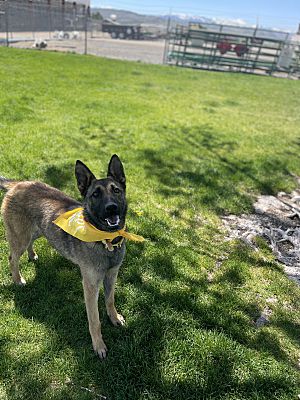 Fallon, NV - German Shepherd Dog/Belgian Malinois. Meet EVVA a Pet for ...