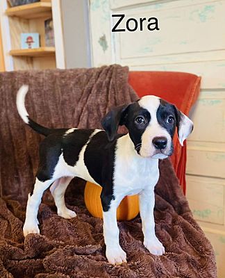 Rockaway, NJ - Border Collie/Pit Bull Terrier. Meet Zora Lonestar a Pet ...