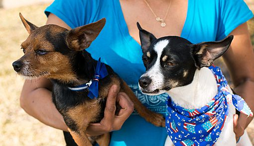 Madison, WI - Miniature Pinscher/Yorkie, Yorkshire Terrier. Meet Micah ...