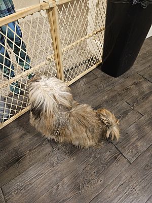 Austin, TX - Shih Tzu. Meet Choco a Pet for Adoption - AdoptaPet.com