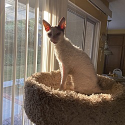 Cornish Rex Kittens for Sale - Adoptapet.com