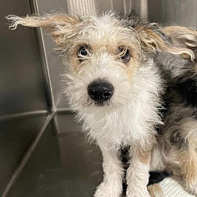 Boulder, CO - Cairn Terrier/Poodle (Miniature). Meet Ethan a Pet for ...