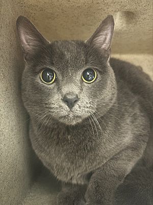 Silverdale, WA - Domestic Shorthair. Meet Italics - Barn Cat a Pet for ...