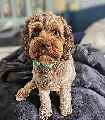 Gulfport, MS - Cockapoo. Meet Mocha a Pet for Adoption - AdoptaPet.com