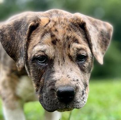 Staunton, VA - Catahoula Leopard Dog. Meet Ophelia a Pet for Adoption ...