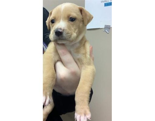 Conroe, TX - Labrador Retriever. Meet BUTTERBALL a Pet for Adoption ...
