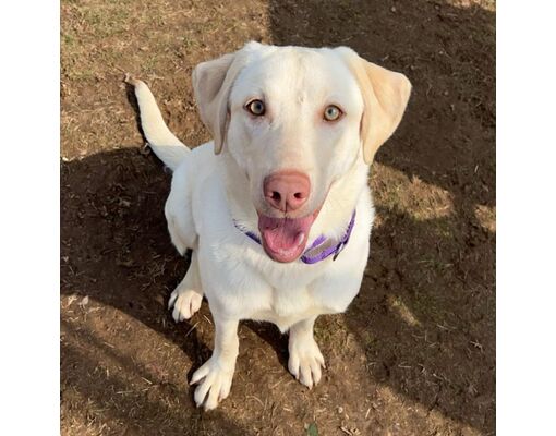 Harrisonburg, VA - Labrador Retriever. Meet Sage a Pet for Adoption ...