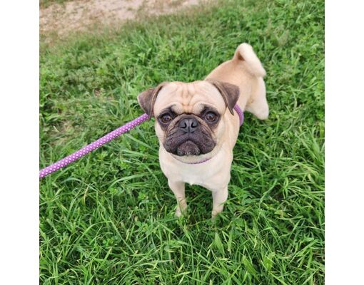 Hartford, CT - Pug. Meet Hugo BW* a Pet for Adoption - AdoptaPet.com