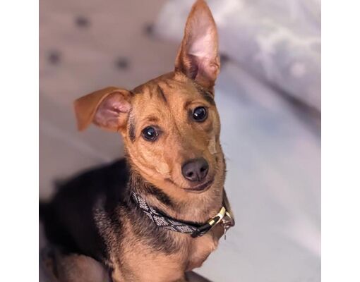 Newport, TN - Plott Hound/Beagle. Meet Cloudy (Dark Purple) a Pet for ...