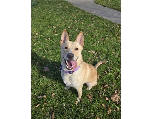 Windsor, ON - Husky/German Shepherd Dog. Meet Lego (Special Paws) a Pet ...