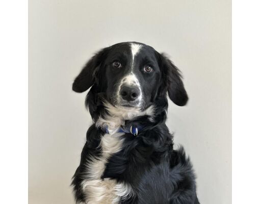 Kanab, UT - Border Collie/Mixed Breed (Medium). Meet Tulip a Pet for ...