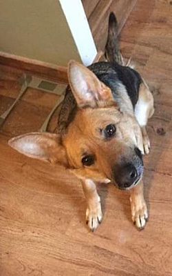 Peru, IL - German Shepherd Dog. Meet Remi a Pet for Adoption ...
