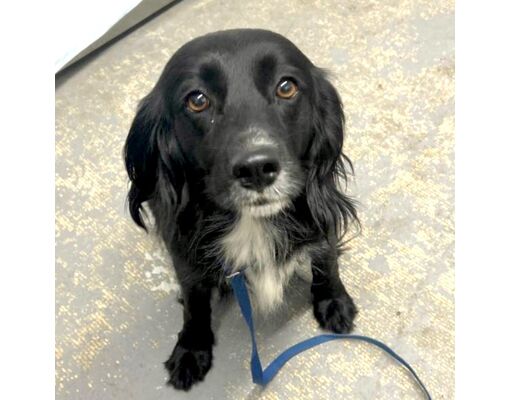 Austin, TX - English Springer Spaniel/Mixed Breed (Medium). Meet Joelle ...