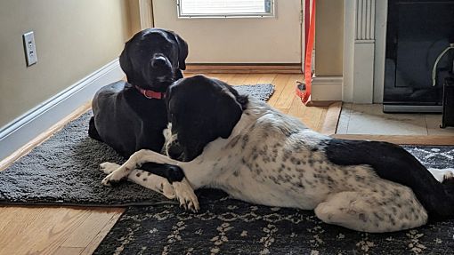 Burlington, NC - Labrador Retriever/Great Pyrenees. Meet Charlie ...
