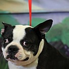 Boston Terrier Puppies - Boston Terrier Rescue and Adoption
