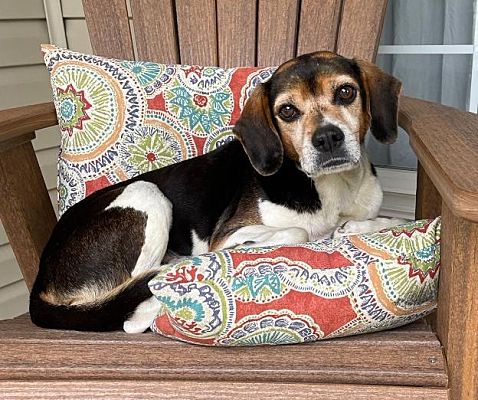 Sparta, NJ - Beagle. Meet Buck - available 10/22 a Pet for Adoption ...