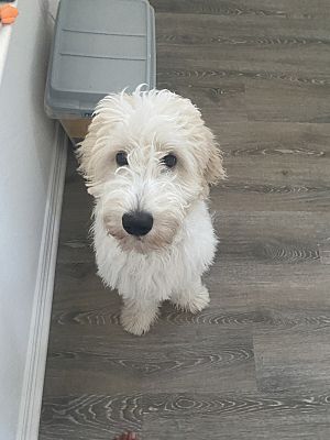 Georgetown, TX - Goldendoodle. Meet Teddy a Pet for Adoption ...