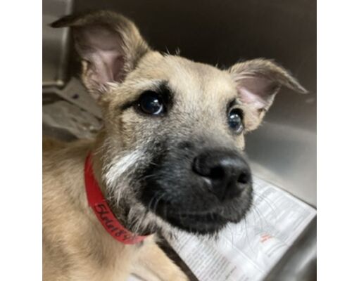 Houston, TX - Terrier (Unknown Type, Medium)/Mixed Breed (Medium). Meet ...