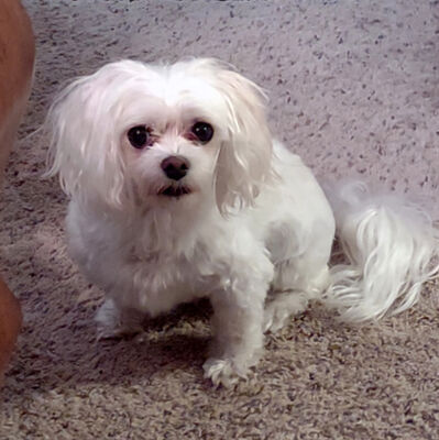 Tyler, TX - Maltese. Meet Jerilee a Pet for Adoption - AdoptaPet.com