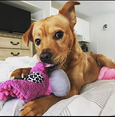 Clearwater, FL - Retriever (Unknown Type). Meet Hazel a Pet for ...