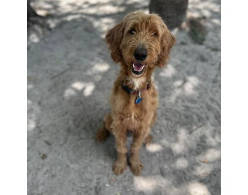 Port Richey, FL - Schnoodle/Golden Retriever. Meet Hunter a Pet for ...