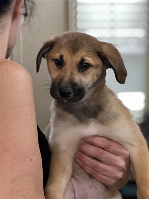Dana Point, CA - Cocker Spaniel/Shepherd (Unknown Type). Meet Sparkle a ...