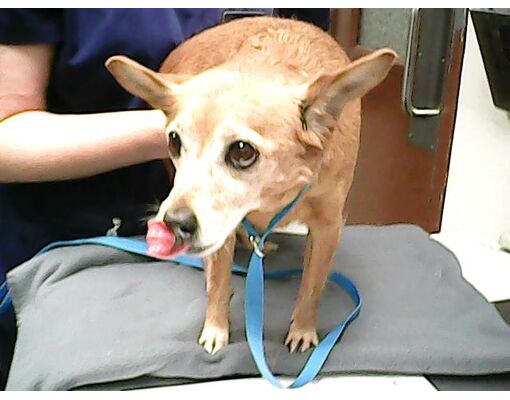 Phoenix, AZ - Chihuahua. Meet LAMMY a Pet for Adoption - AdoptaPet.com