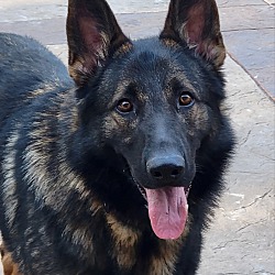 Fur Fun Rescue, Inc in Lisbon, IA - AdoptaPet.com