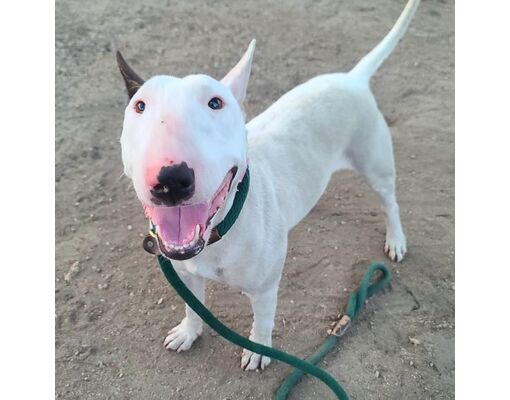 Long Beach, CA - Bull Terrier. Meet *BACARDI a Pet for Adoption ...