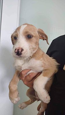 Westerly, RI - Terrier (Unknown Type, Medium). Meet Neptune PR Terrierx ...