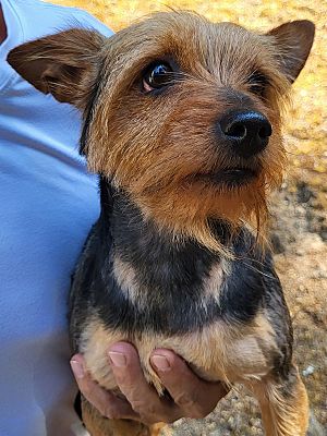 Silverdale, WA - Yorkie, Yorkshire Terrier/Lhasa Apso. Meet Billy a Pet ...