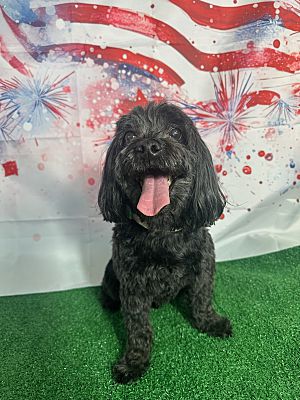 Yukon, PA - Terrier (Unknown Type, Small)/Cockapoo. Meet Shadow a Pet ...