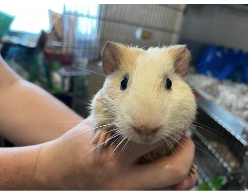 Grand Prairie, TX - Guinea Pig. Meet SHORE a Pet for Adoption ...
