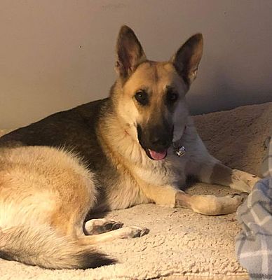 STEPHENS CITY, VA - German Shepherd Dog. Meet Chaca 2691 a Pet for ...