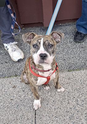 Rochester, NY - Boxer/Boston Terrier. Meet Lulu a Pet for Adoption ...