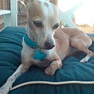 Italian Greyhound Puppies - Rescue and Adoption Near You