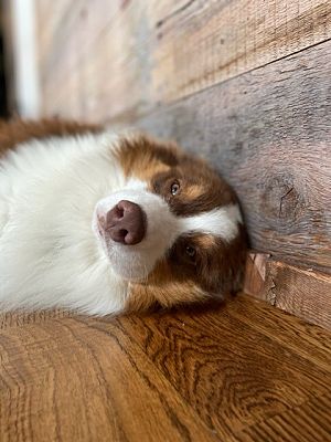 Little Falls, MN - Australian Shepherd. Meet Little Man a Pet for ...